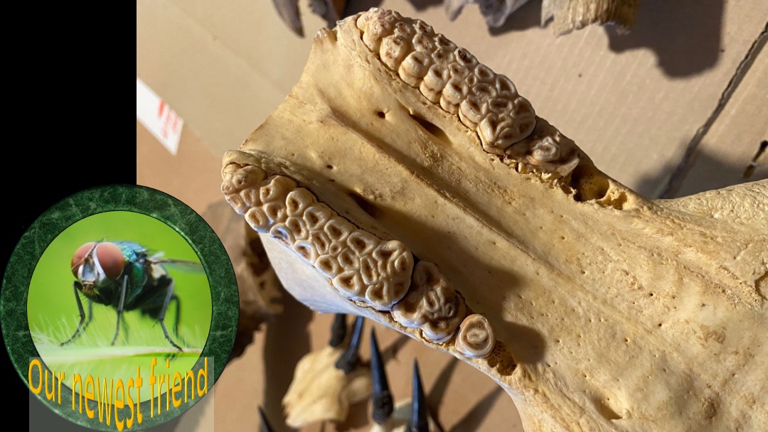 Creepy Crawling Maggots